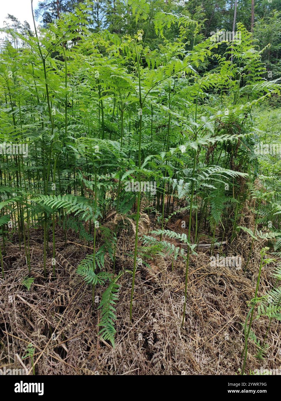 common bracken (Pteridium aquilinum Stock Photo - Alamy
