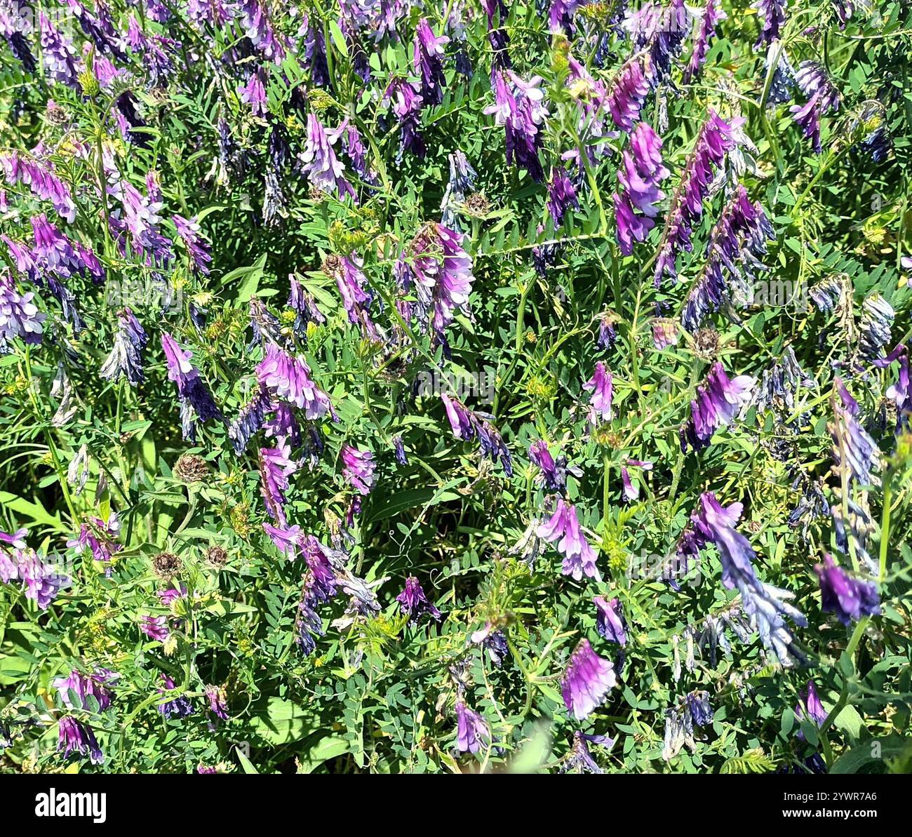 hairy vetch (Vicia villosa Stock Photo - Alamy