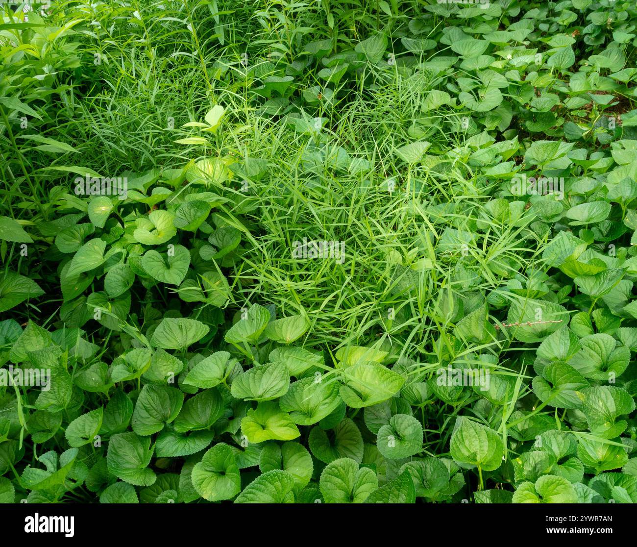 nimblewill (Muhlenbergia schreberi Stock Photo - Alamy