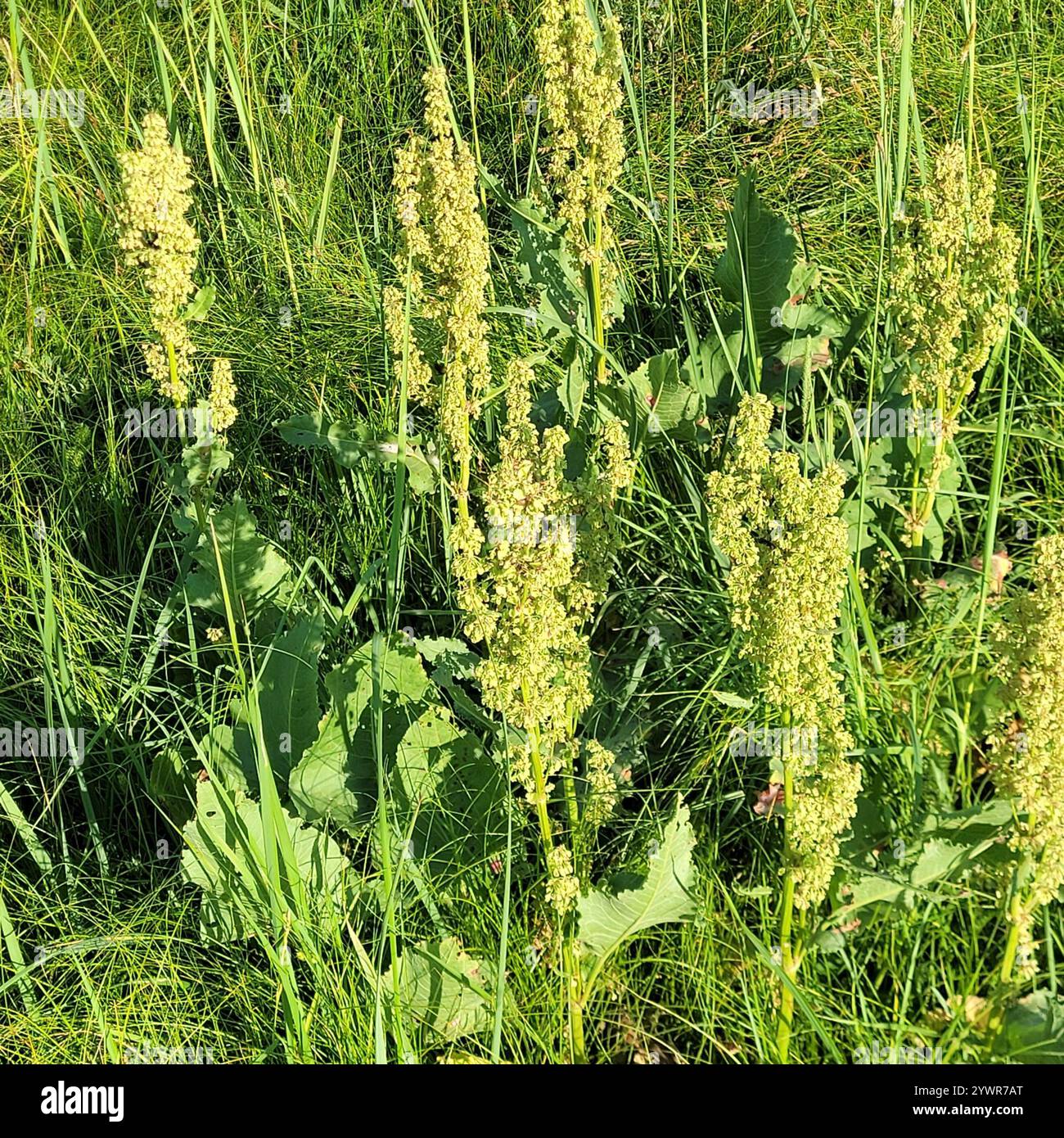 Russian Dock (Rumex confertus Stock Photo - Alamy