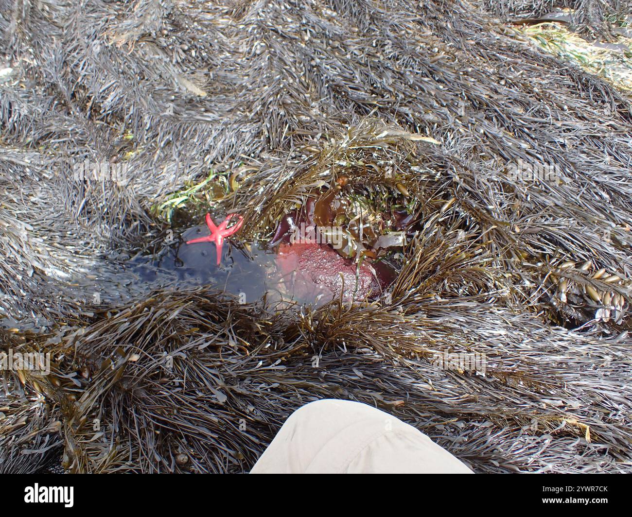 Gumboot Chiton (Cryptochiton stelleri Stock Photo - Alamy