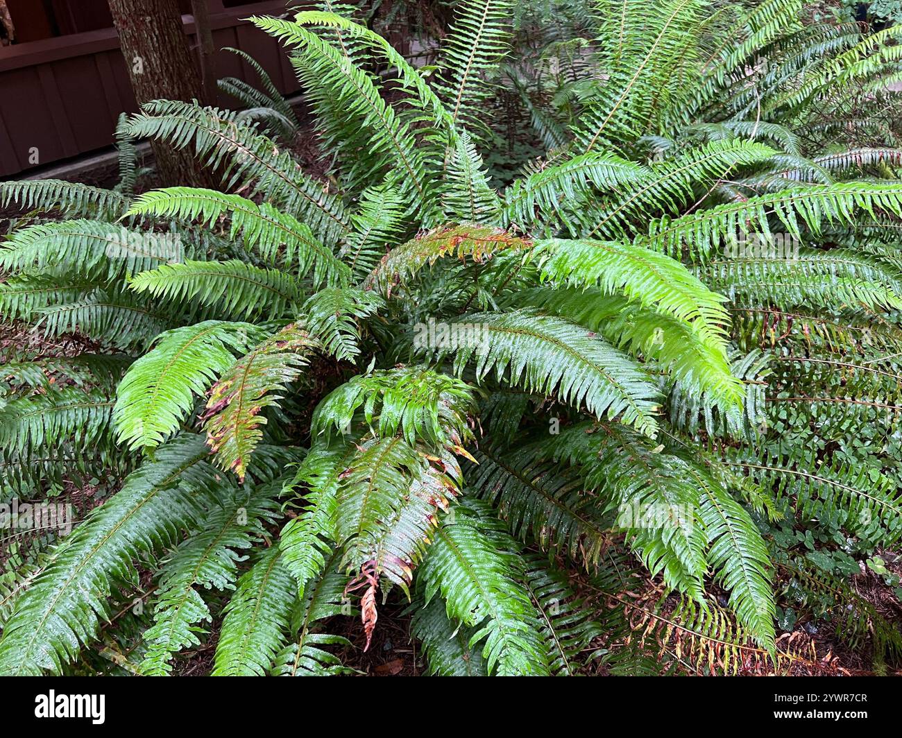 western sword fern (Polystichum munitum Stock Photo - Alamy