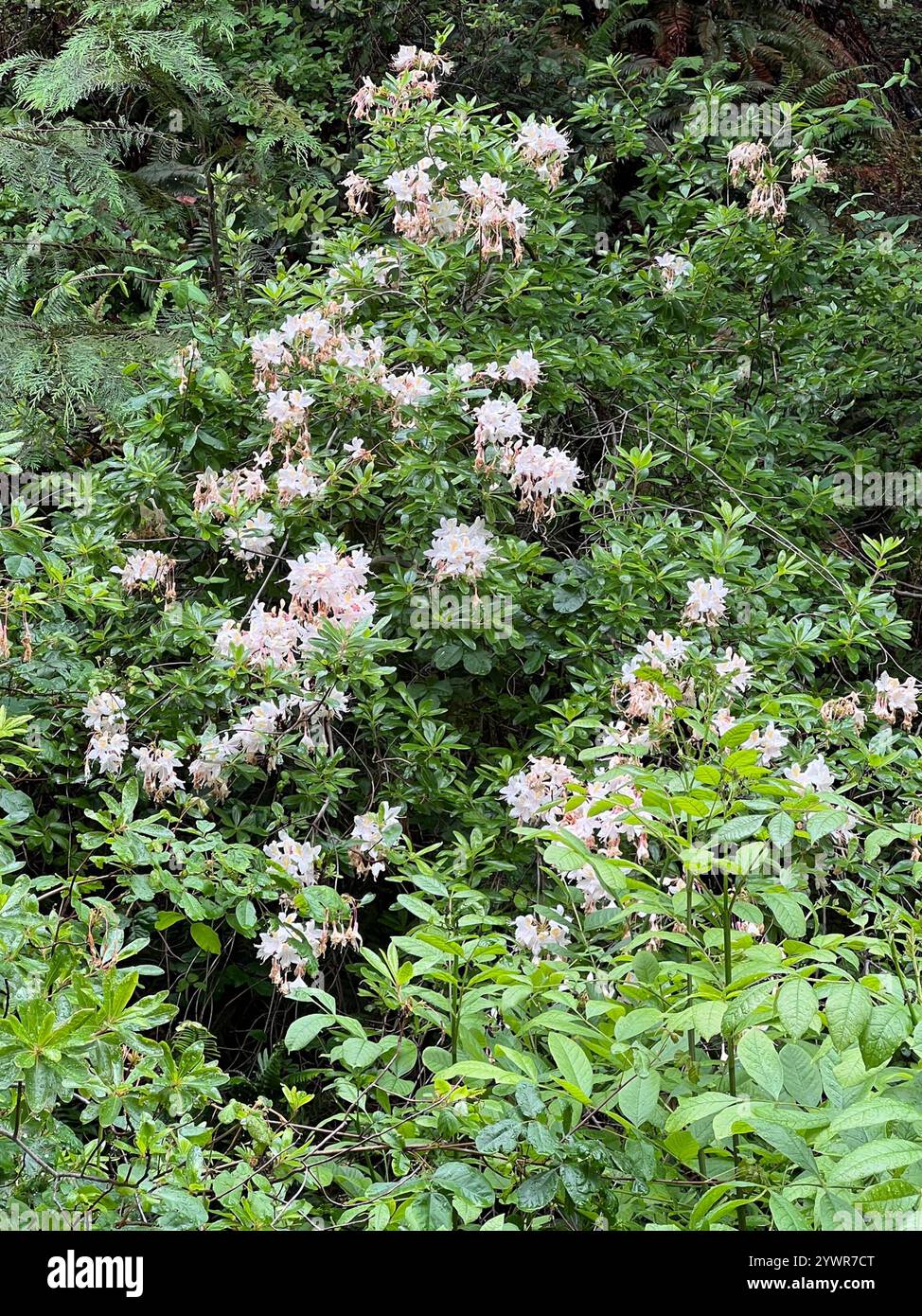 western azalea (Rhododendron occidentale Stock Photo - Alamy