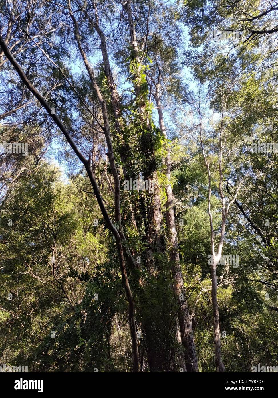 white climbing rātā (Metrosideros diffusa Stock Photo - Alamy