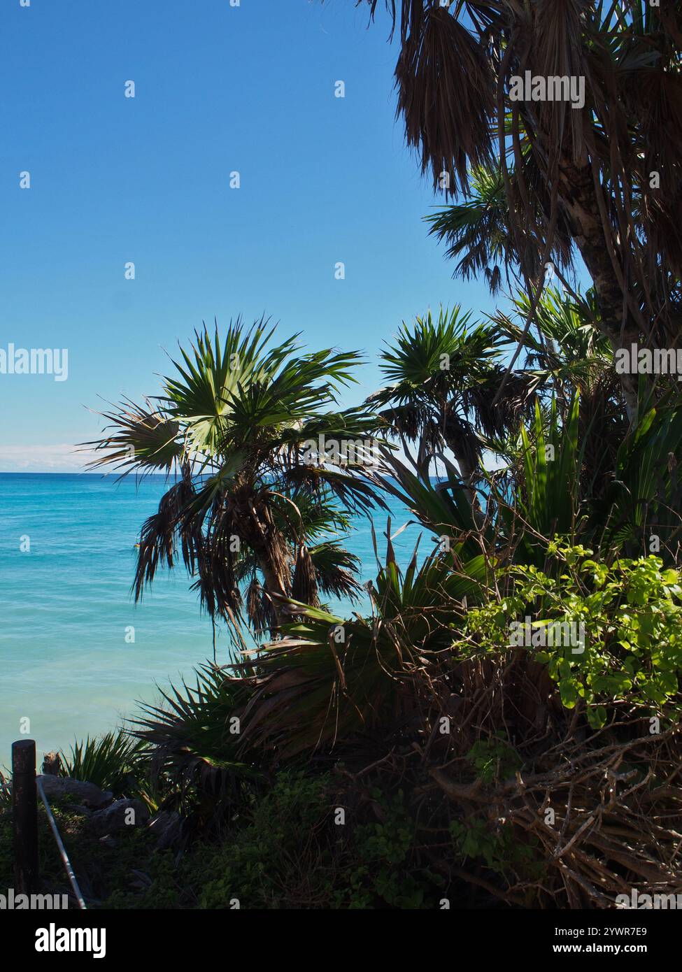 Palm tree in the zona archeologica Tulum, Mexico. Concept: tropical ...