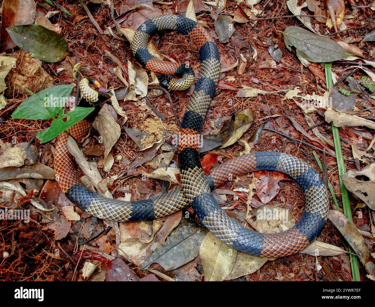 Amazon Coralsnake (Micrurus spixii Stock Photo - Alamy