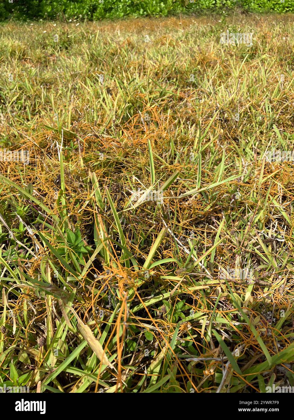laurel dodder (Cassytha filiformis Stock Photo - Alamy