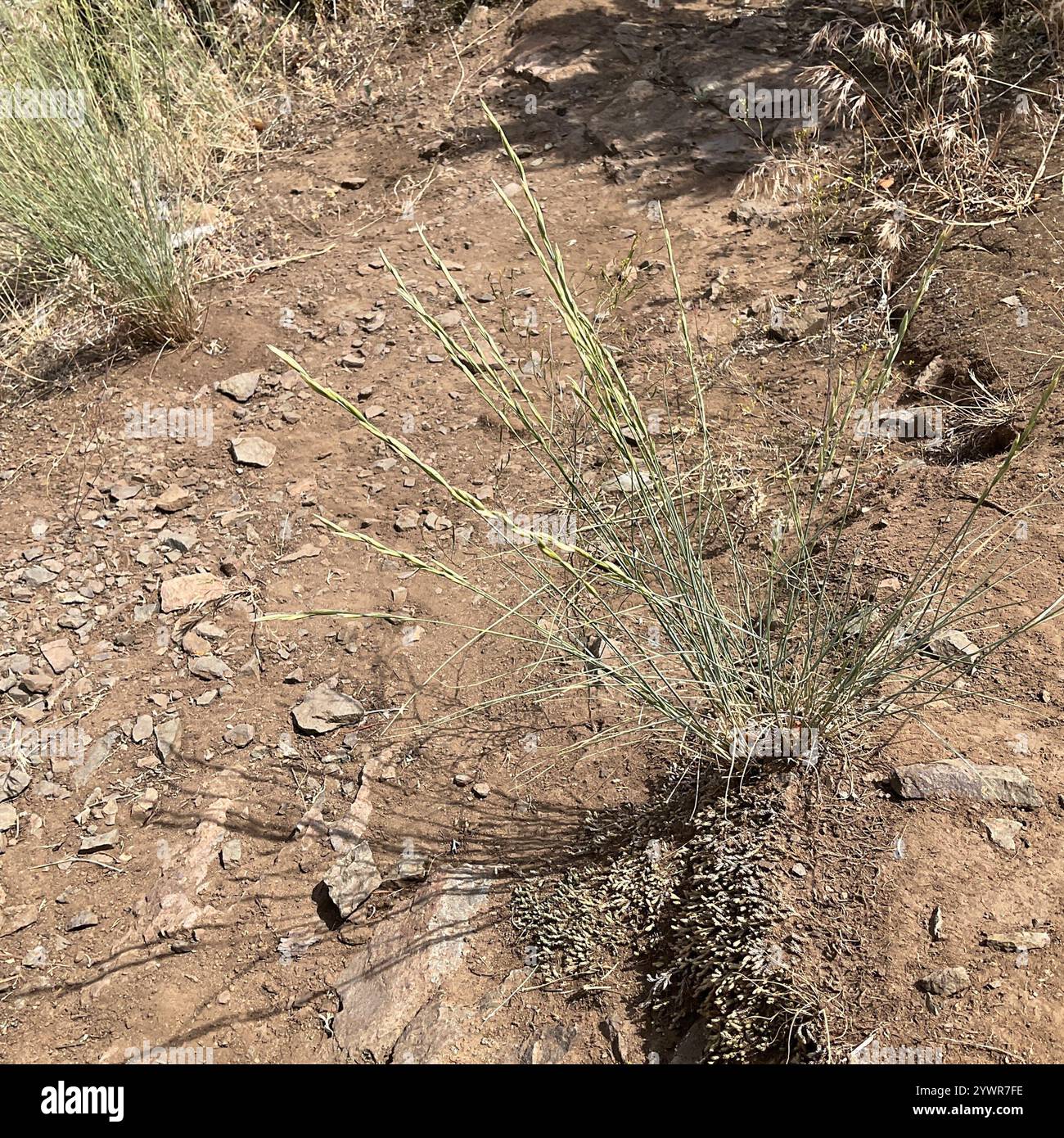 Intermediate Wheatgrass (Thinopyrum intermedium Stock Photo - Alamy