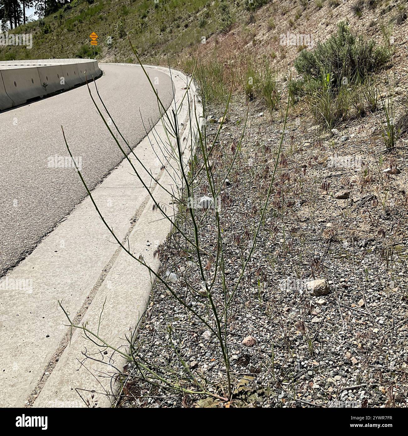 Rush Skeletonweed (Chondrilla juncea Stock Photo - Alamy