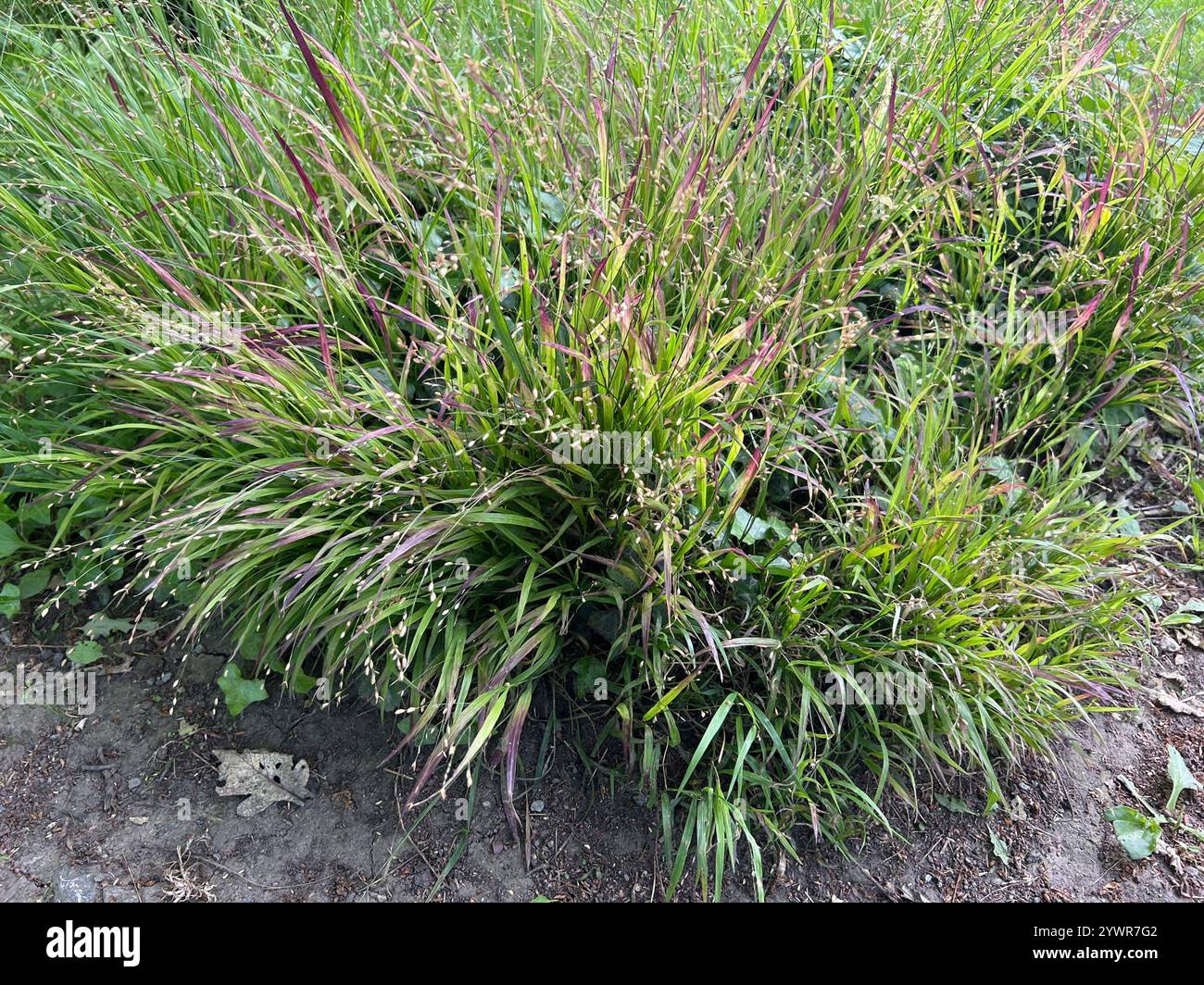 Wood melick hi-res stock photography and images - Alamy