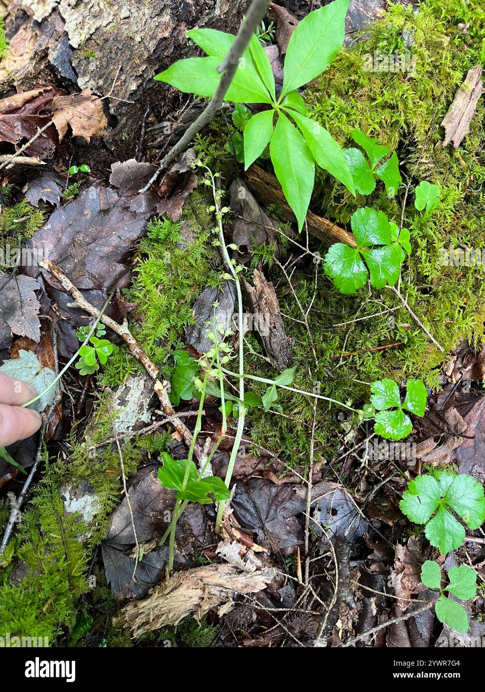 Heartleaf Twayblade (Neottia cordata Stock Photo - Alamy