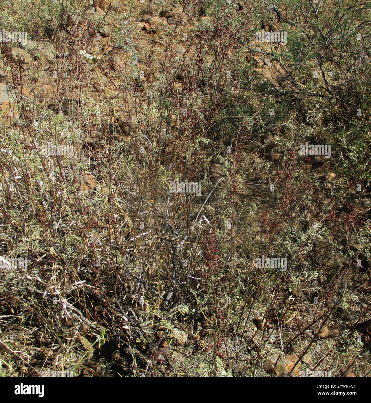 (Indigofera cryptantha cryptantha Stock Photo - Alamy