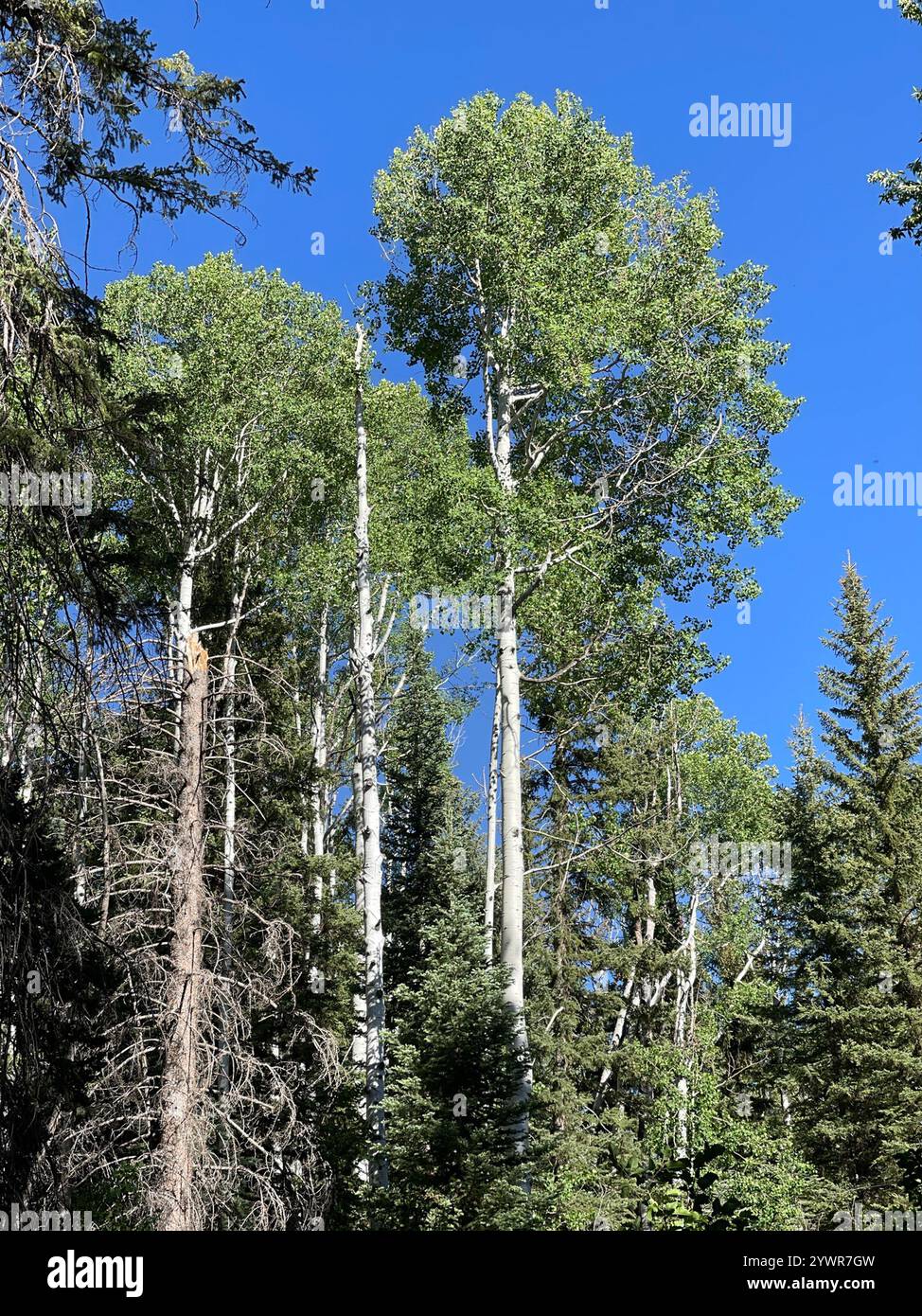 trembling aspen (Populus tremuloides Stock Photo - Alamy