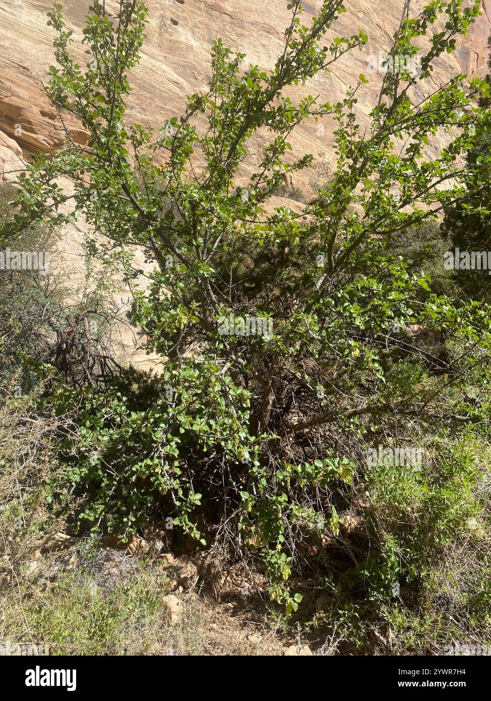 single-leaf ash (Fraxinus anomala Stock Photo - Alamy