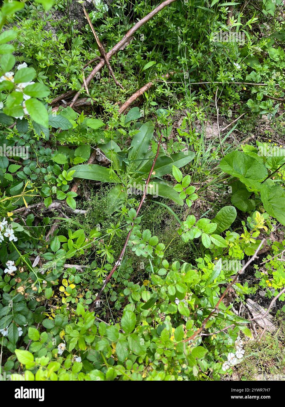 American columbo (Frasera caroliniensis Stock Photo - Alamy