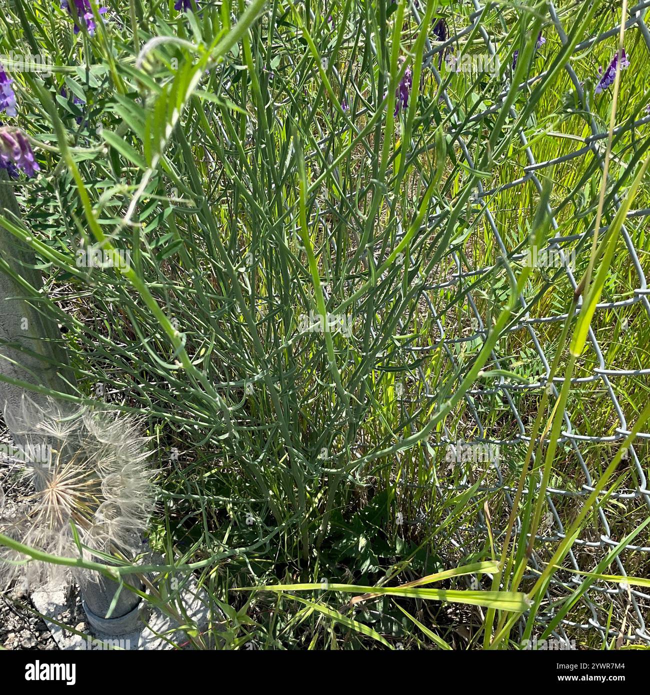 Rush Skeletonweed (Chondrilla juncea Stock Photo - Alamy