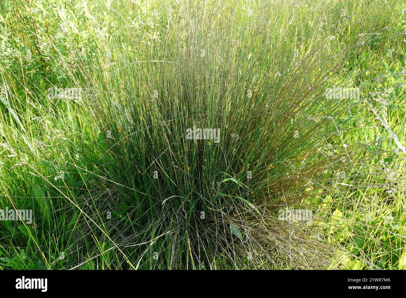 Hard Rush (Juncus inflexus Stock Photo - Alamy