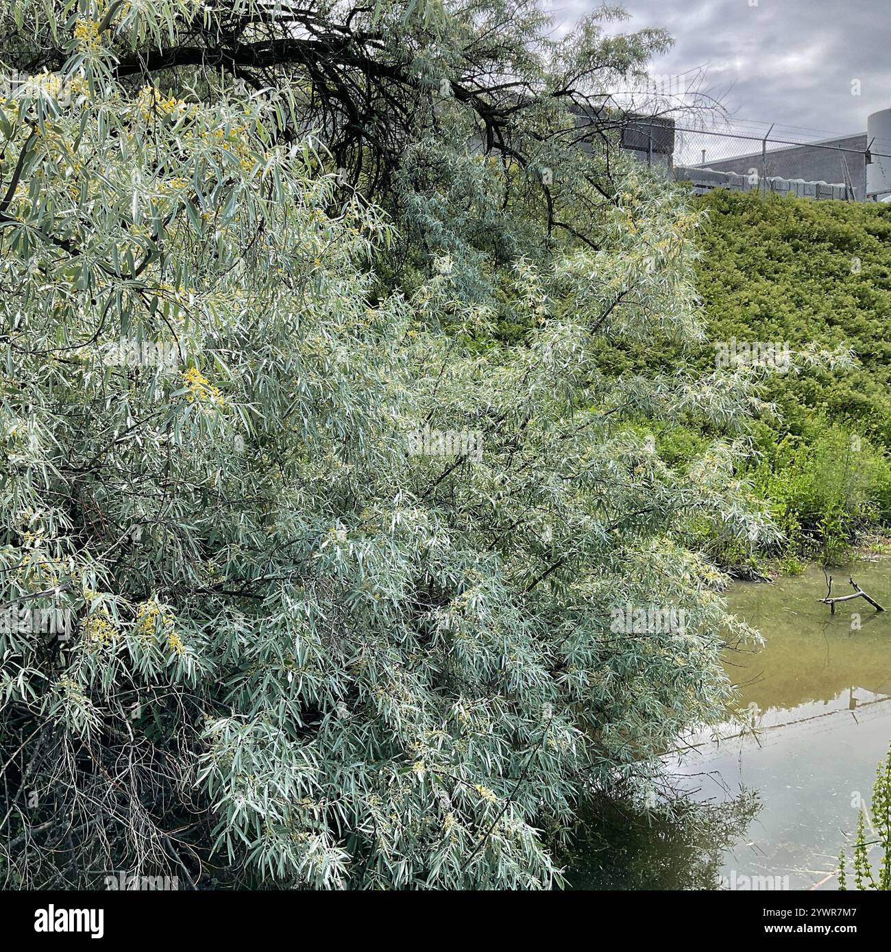 Russian olive (Elaeagnus angustifolia Stock Photo - Alamy