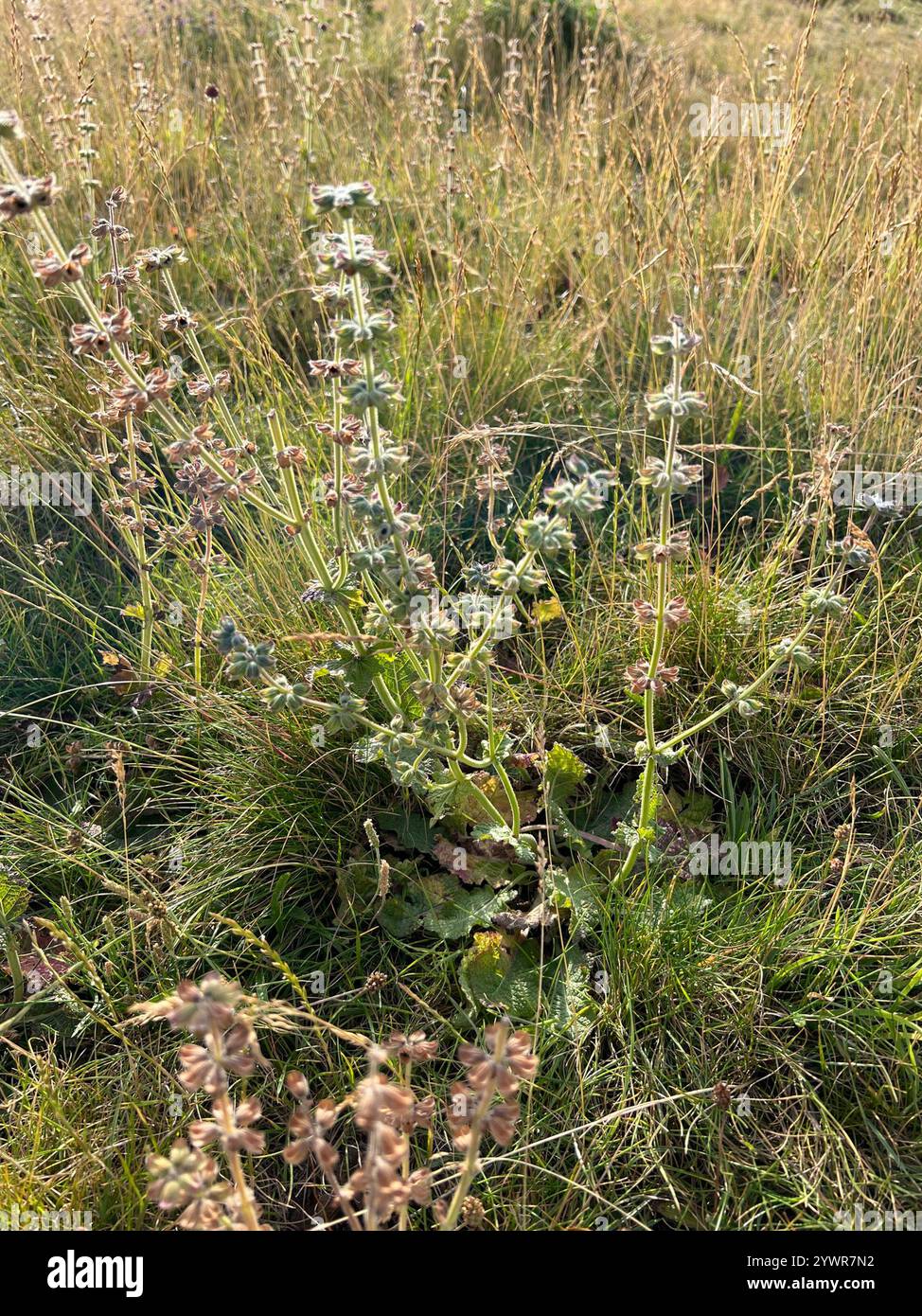 wild clary (Salvia verbenaca Stock Photo - Alamy