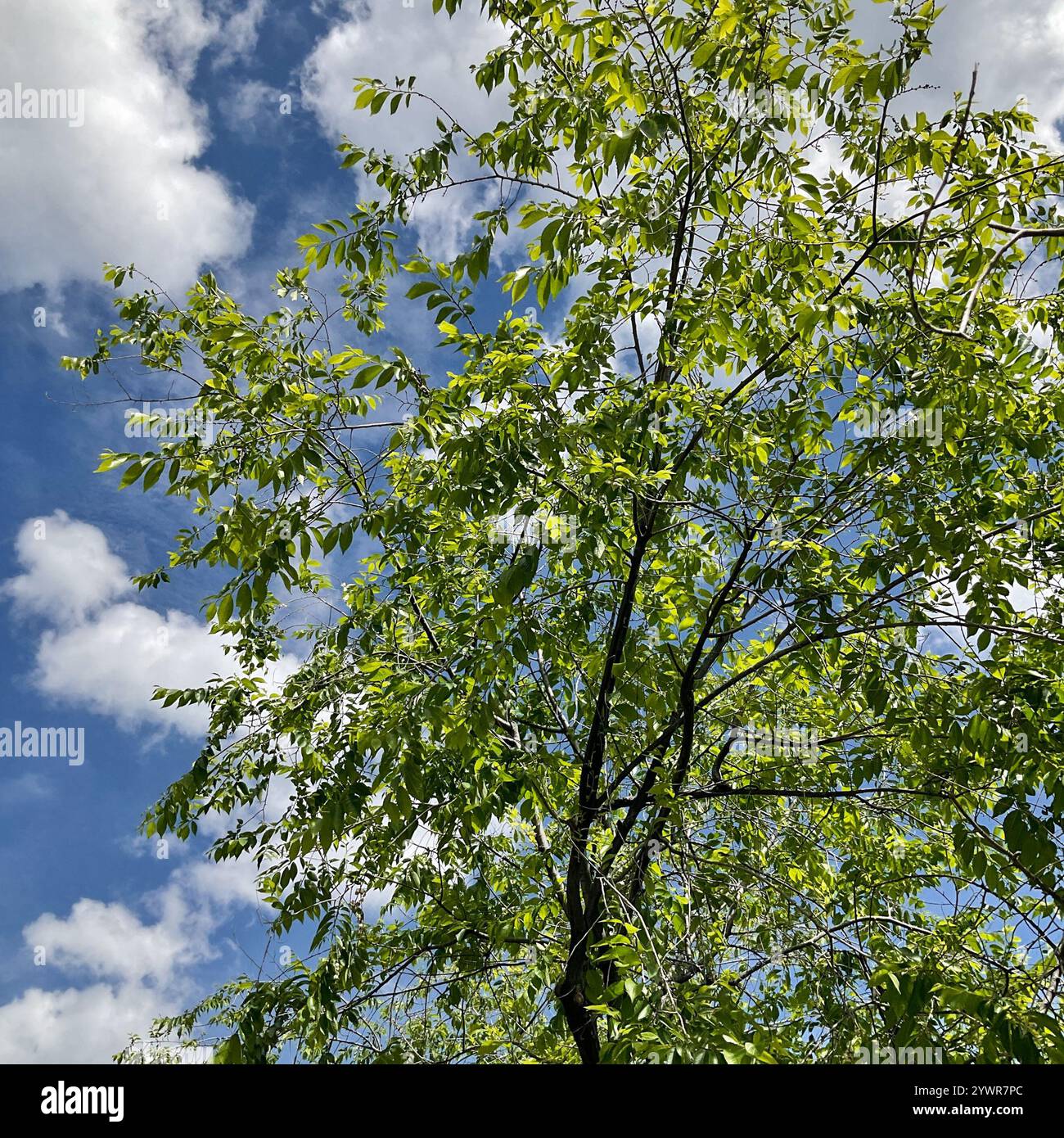 Siberian elm (ulmus pumila) hi-res stock photography and images - Alamy