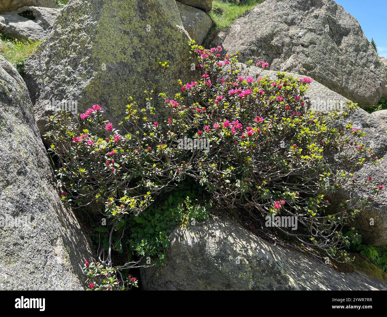 Rusty-leaved Alpenrose (Rhododendron ferrugineum Stock Photo - Alamy