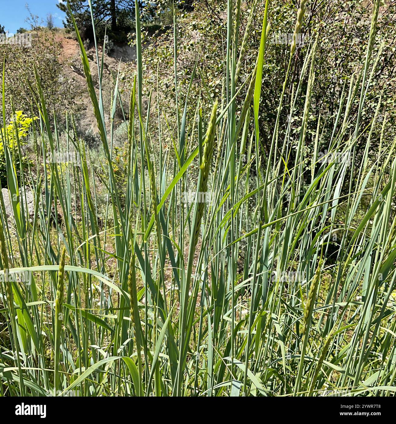 Leymus cinereus hi-res stock photography and images - Alamy