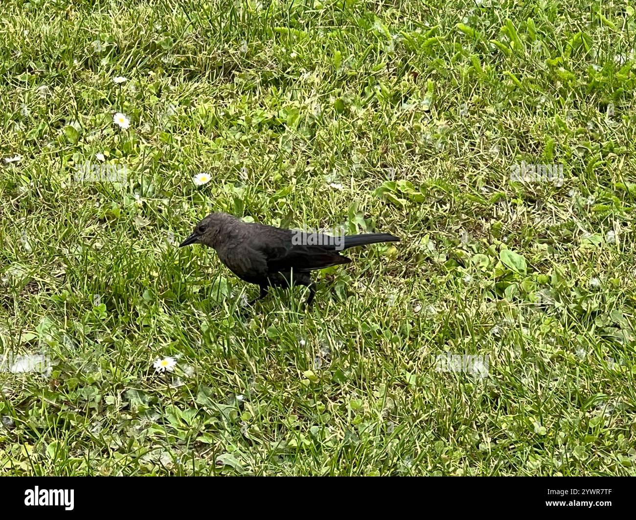 Brewer's Blackbird (Euphagus cyanocephalus Stock Photo - Alamy