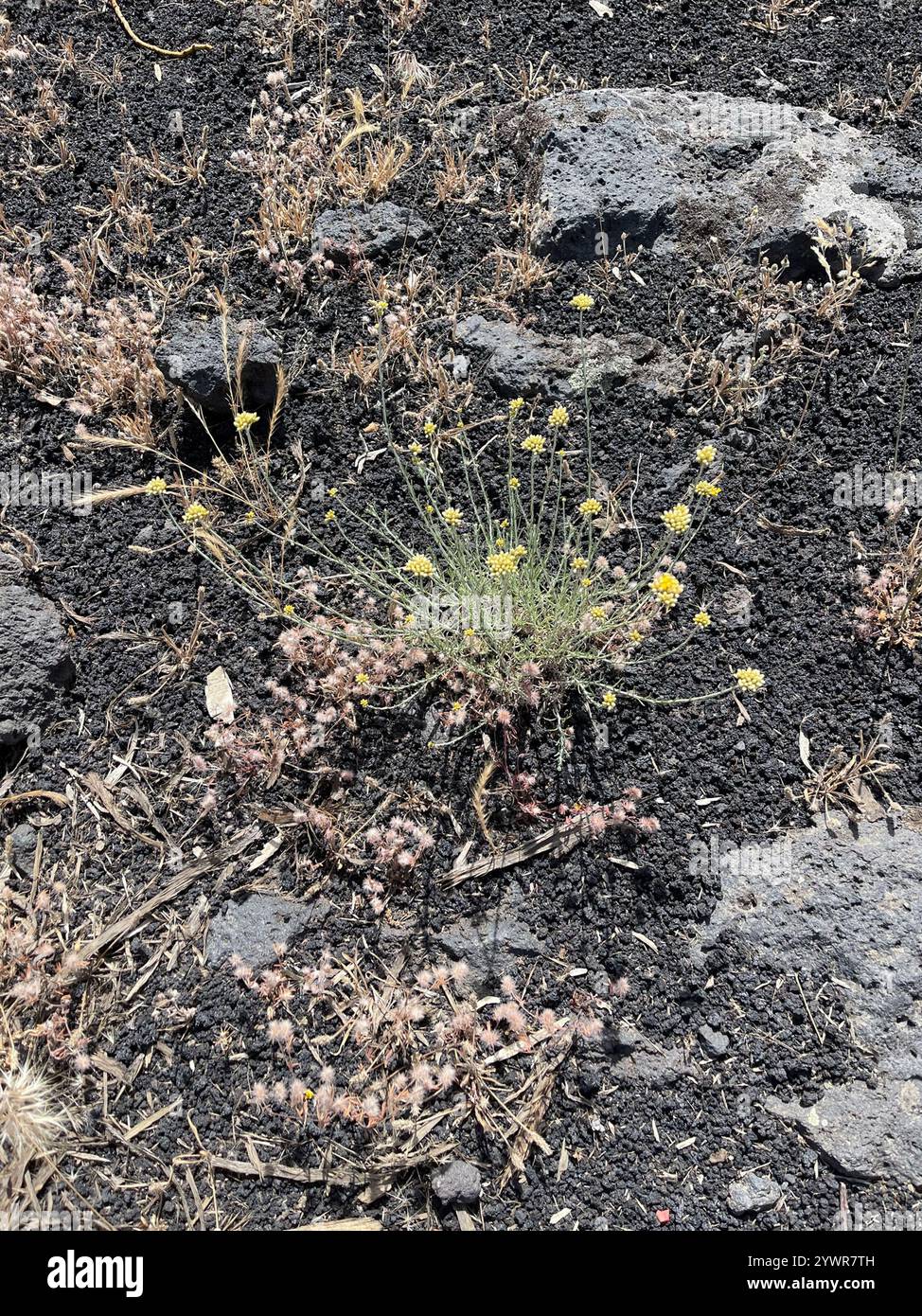 curry plant (Helichrysum italicum Stock Photo - Alamy