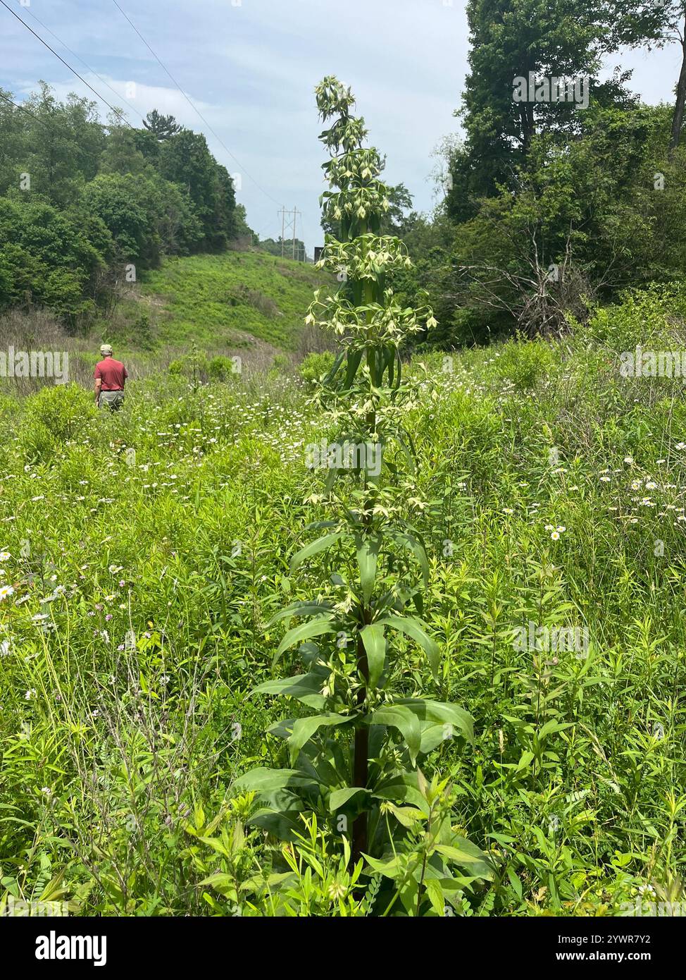 American columbo (Frasera caroliniensis Stock Photo - Alamy