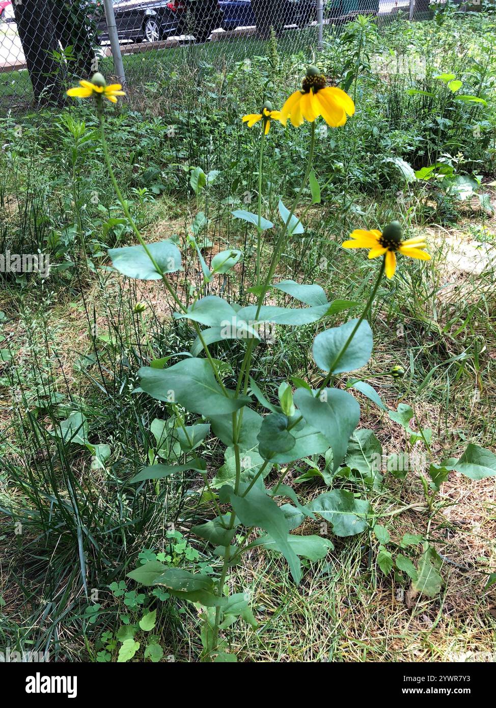 clasping coneflower (Rudbeckia amplexicaulis Stock Photo - Alamy
