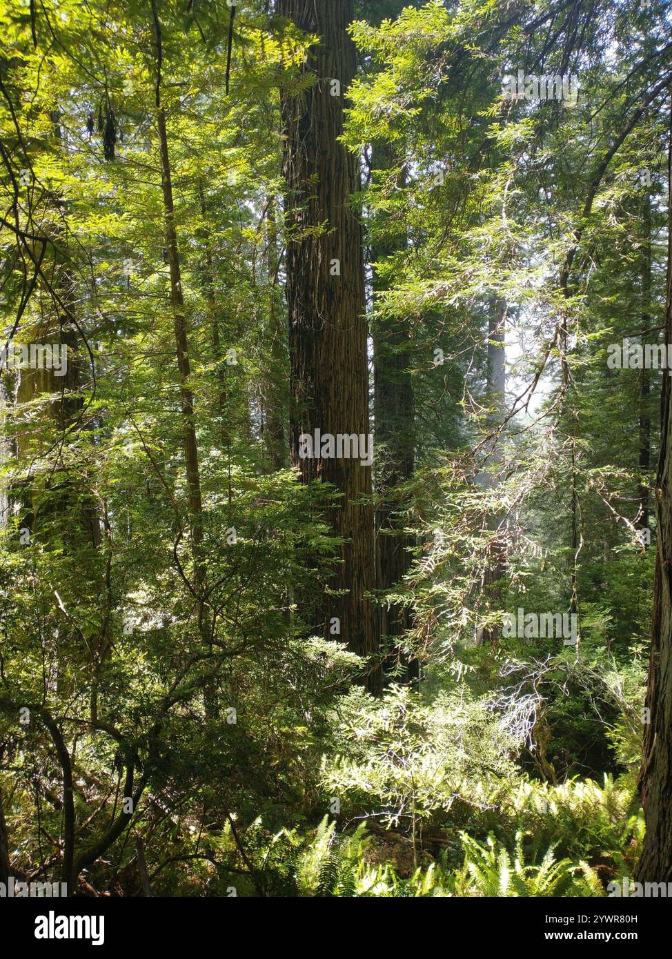 coast redwood (Sequoia sempervirens Stock Photo - Alamy
