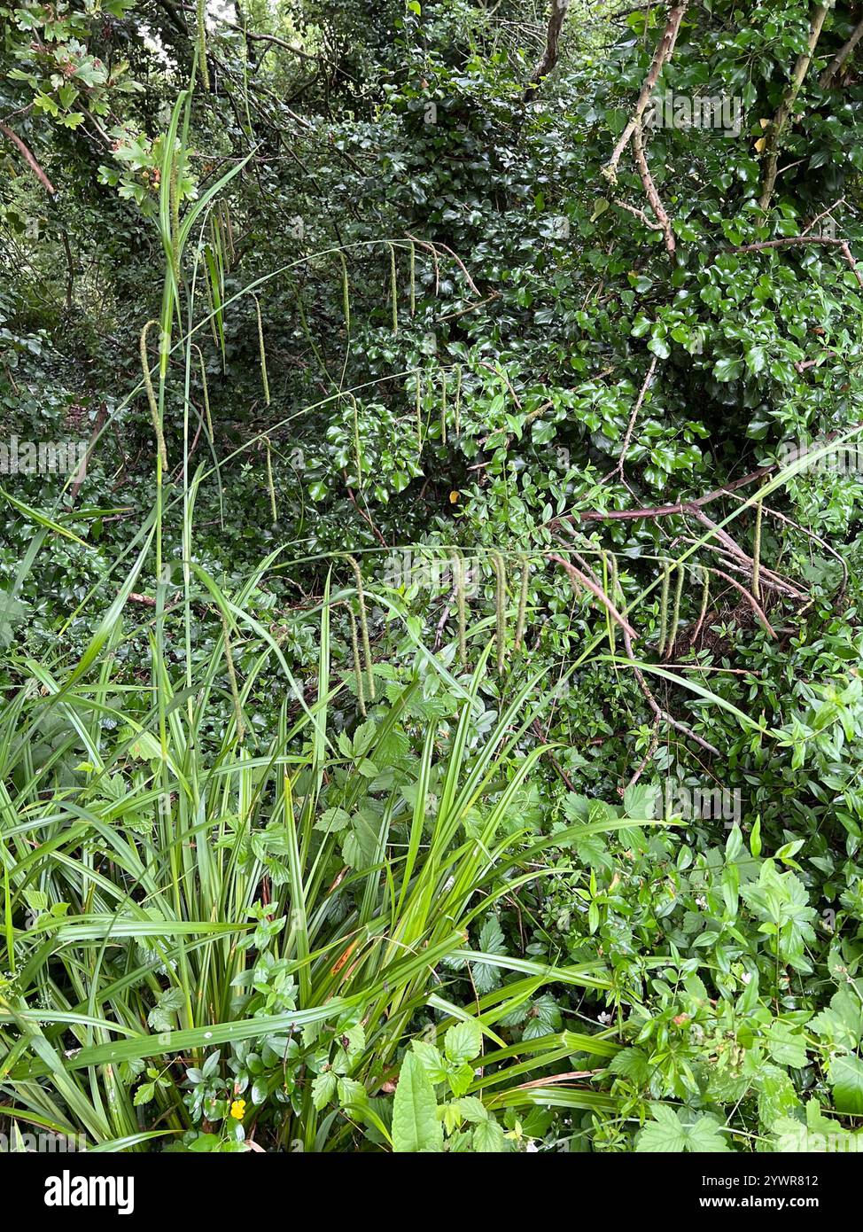 Hanging sedge (Carex pendula Stock Photo - Alamy