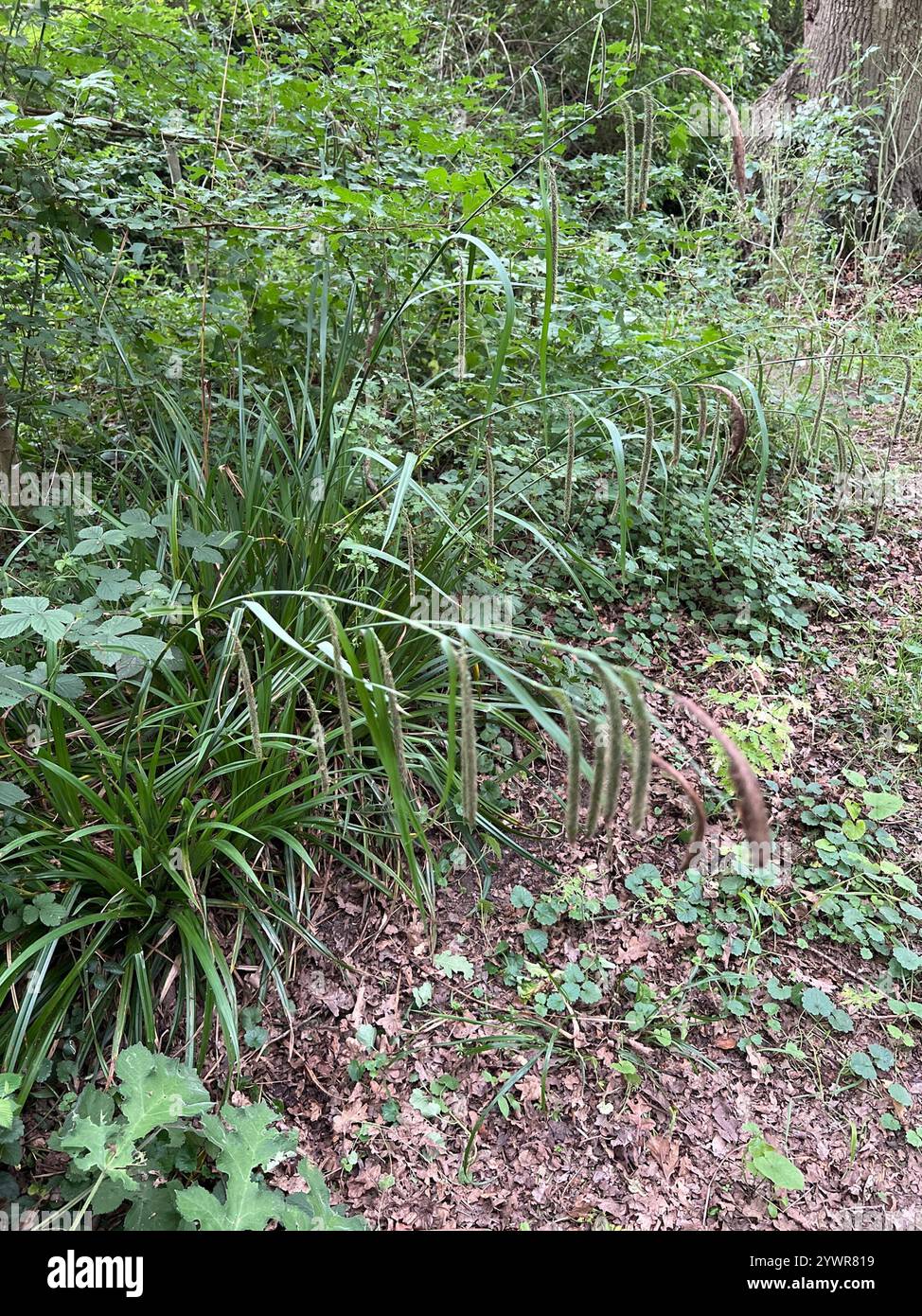 Hanging sedge (Carex pendula Stock Photo - Alamy