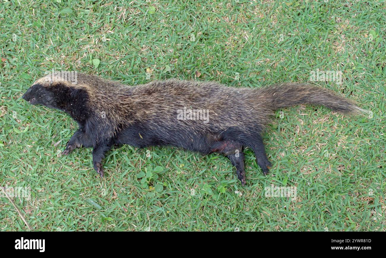 Lesser Grison (Galictis cuja Stock Photo - Alamy