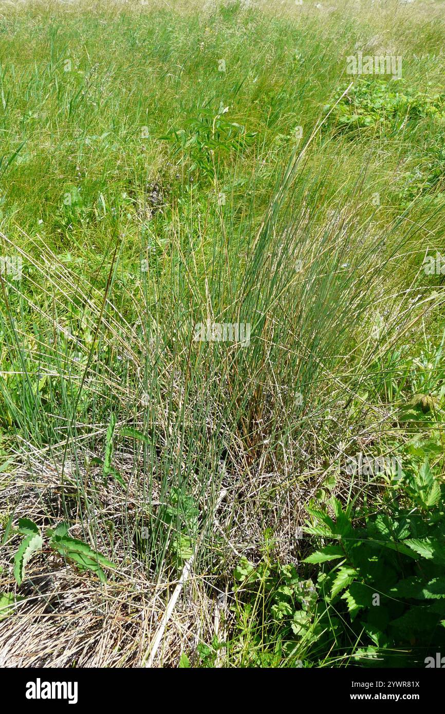 Hard Rush (Juncus inflexus Stock Photo - Alamy