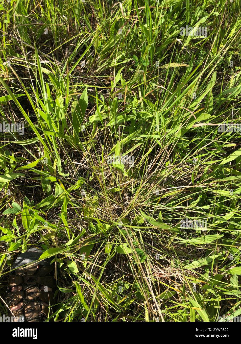 Hairawn Muhly (Muhlenbergia capillaris Stock Photo - Alamy