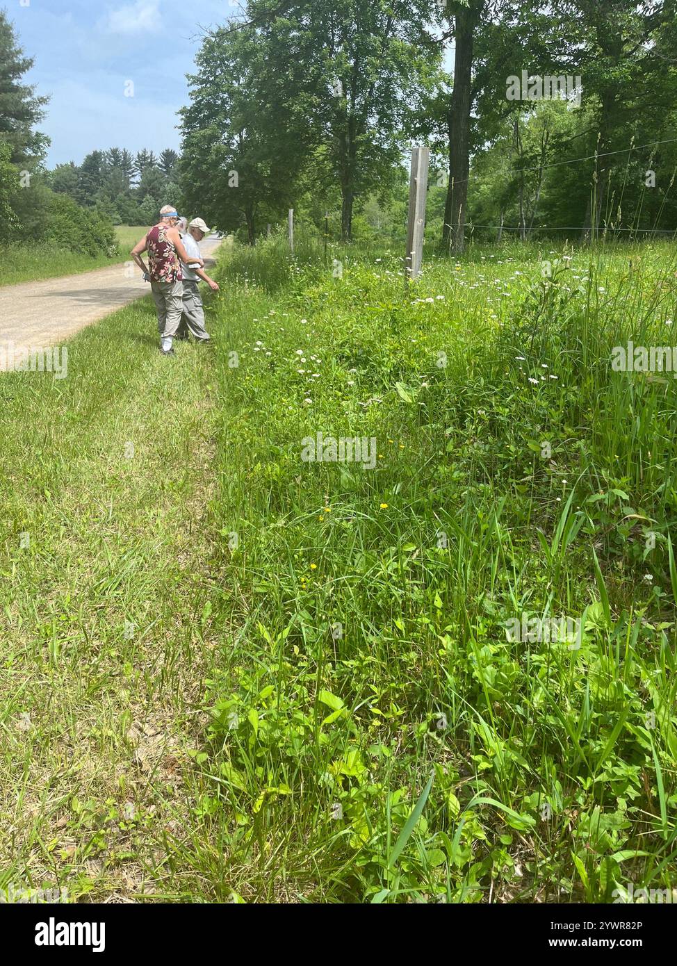 American columbo (Frasera caroliniensis Stock Photo - Alamy
