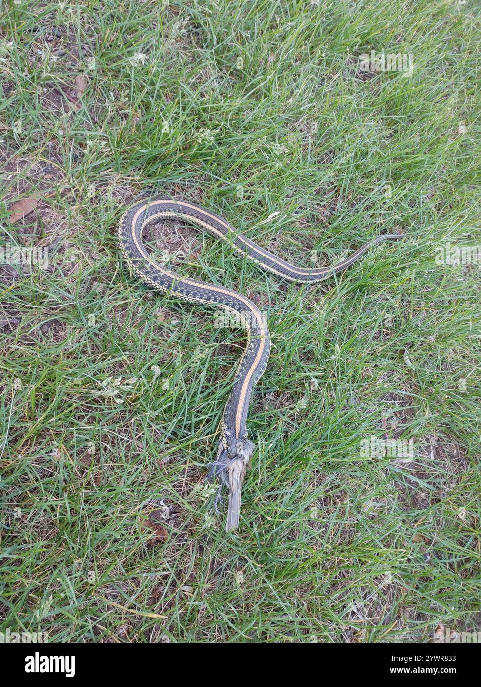 Plains Garter Snake (Thamnophis radix Stock Photo - Alamy