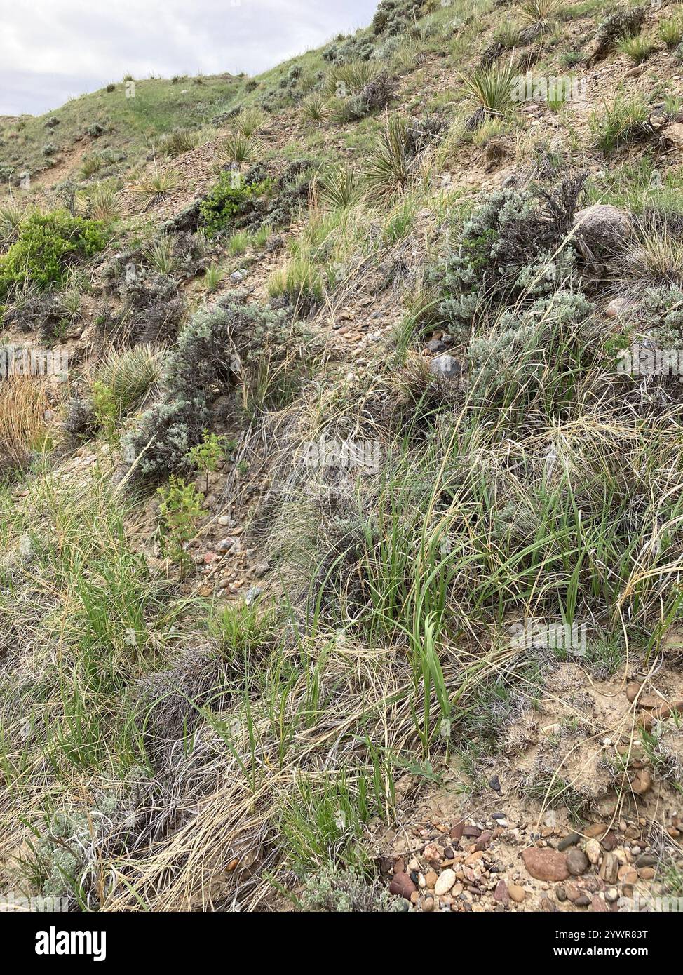 prairie sandreed (Sporobolus rigidus rigidus Stock Photo - Alamy