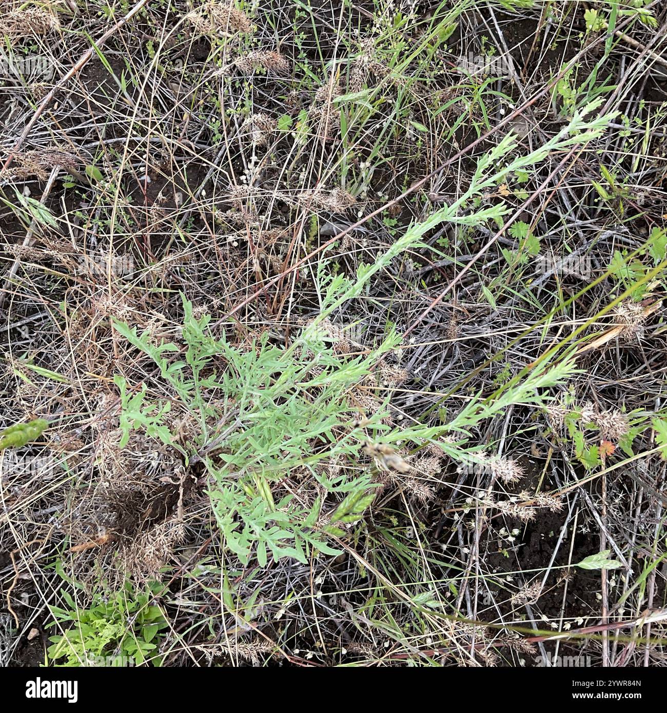 diffuse knapweed (Centaurea diffusa Stock Photo - Alamy