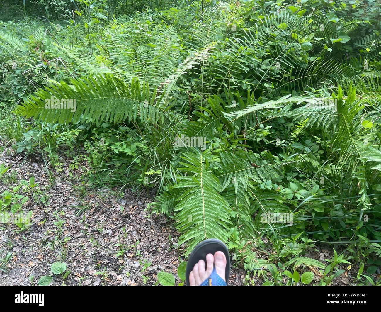 cinnamon fern (Osmundastrum cinnamomeum Stock Photo - Alamy