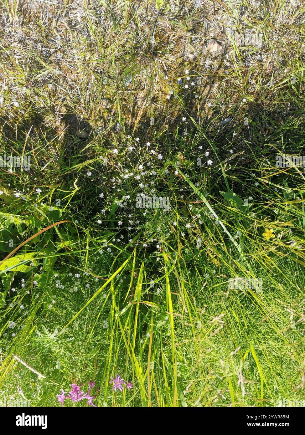 long-leaved starwort (Stellaria longifolia Stock Photo - Alamy