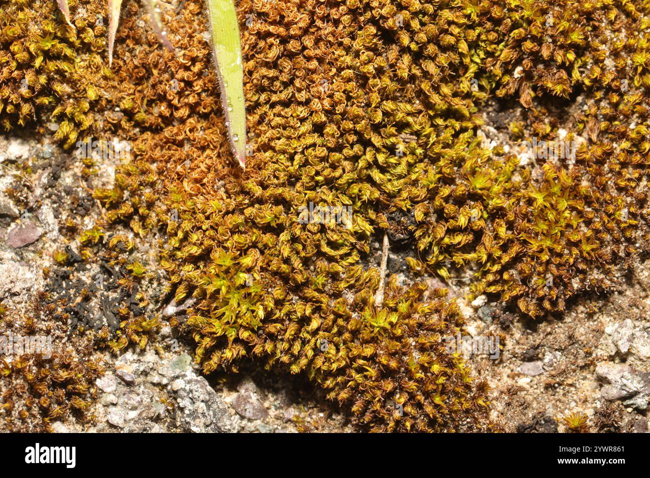 Bird's-Claw Beard-Moss (Barbula unguiculata Stock Photo - Alamy