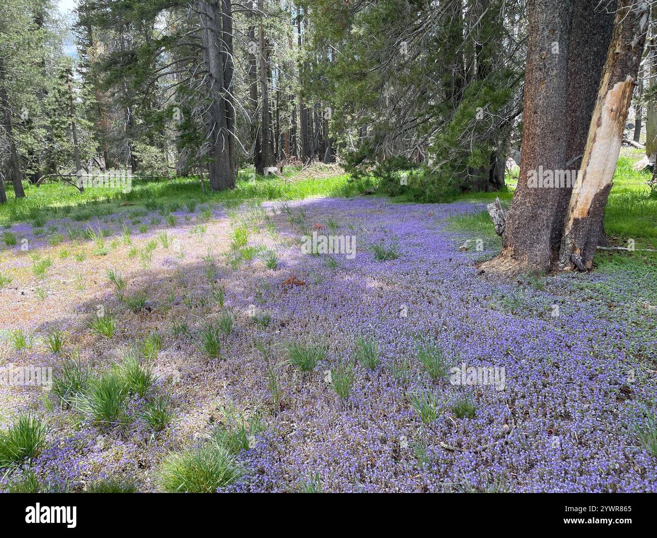 Low Phacelia (Phacelia humilis Stock Photo - Alamy