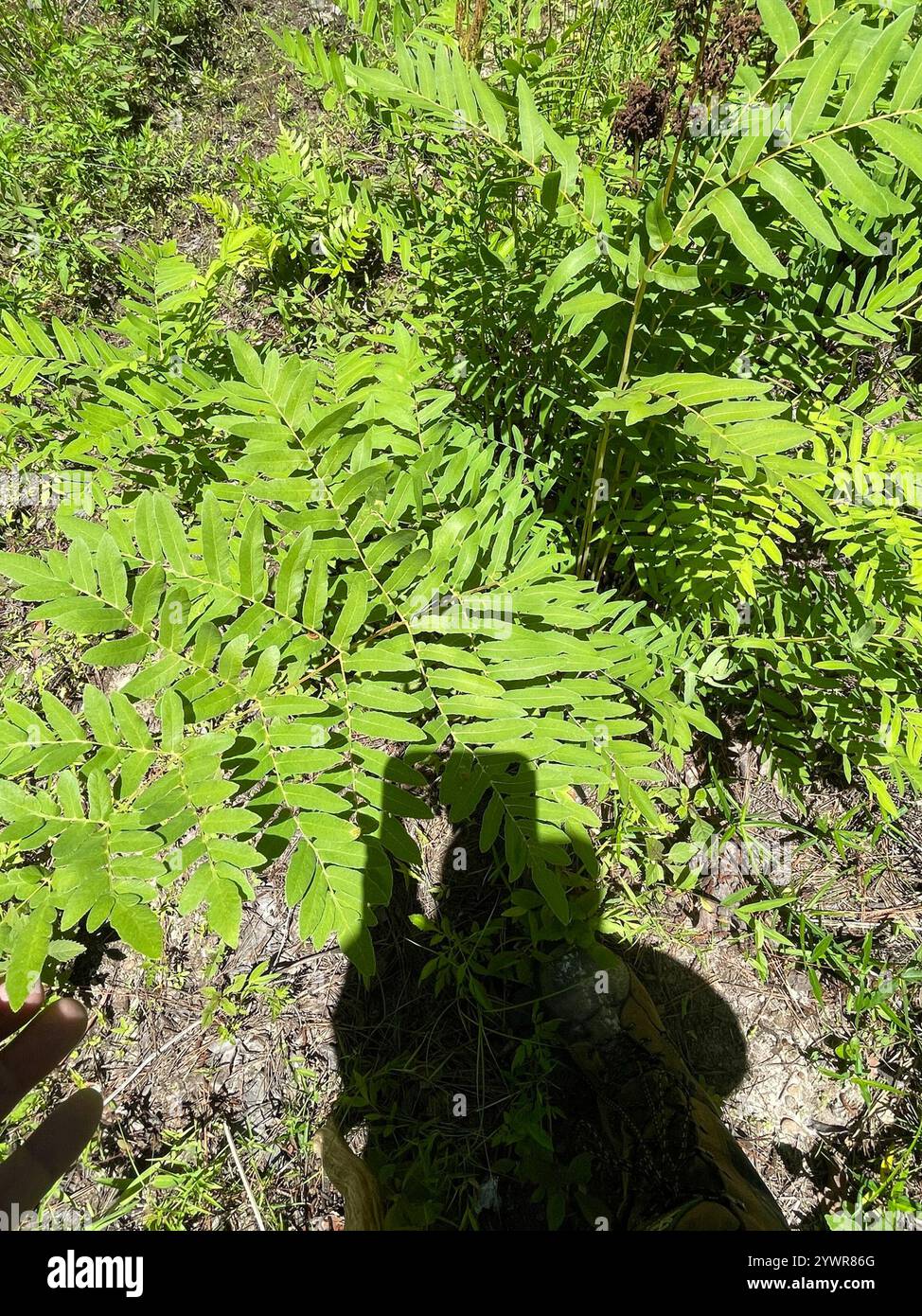 American royal fern hi-res stock photography and images - Alamy