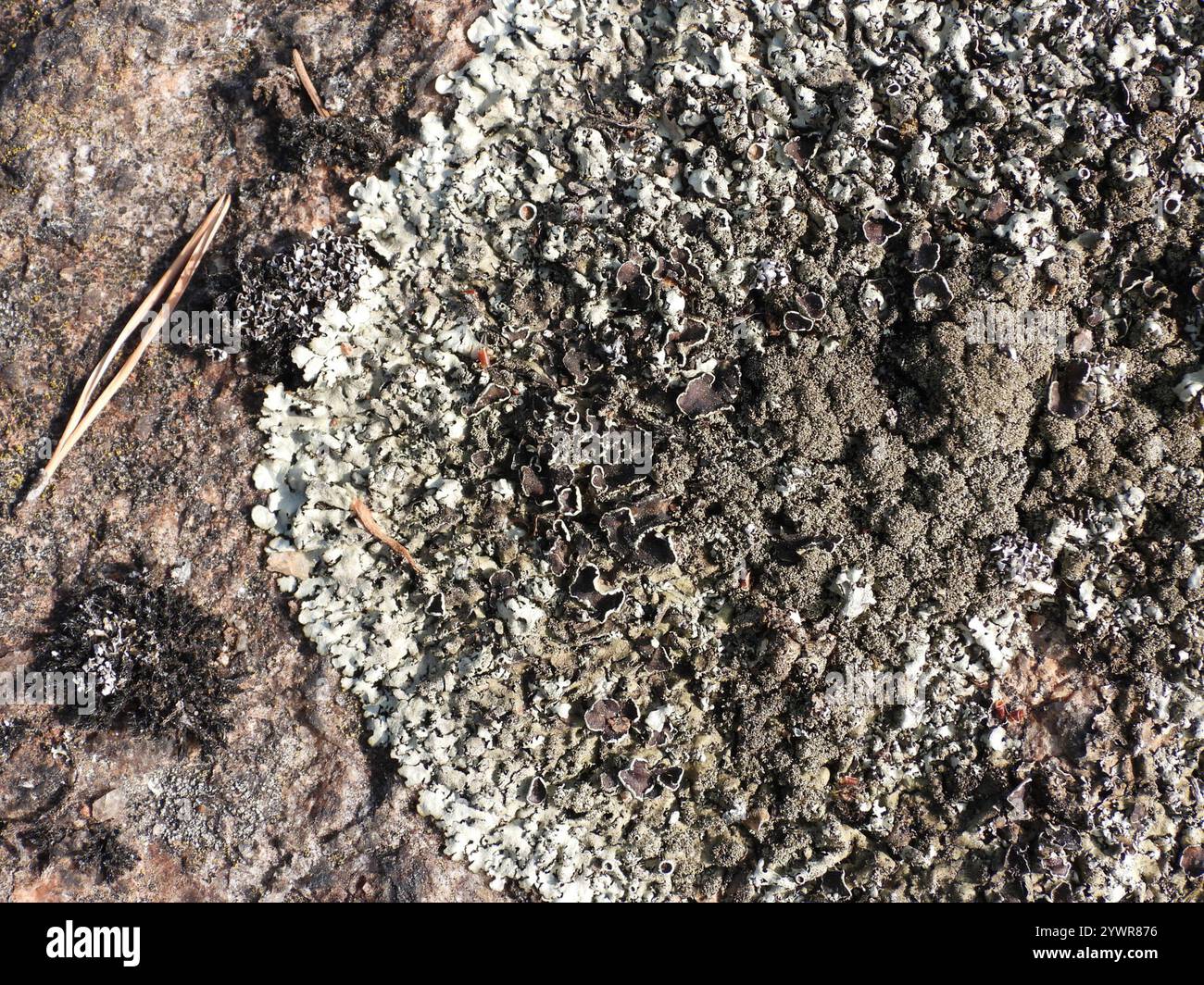 Peppered Rock-shield (Xanthoparmelia conspersa Stock Photo - Alamy