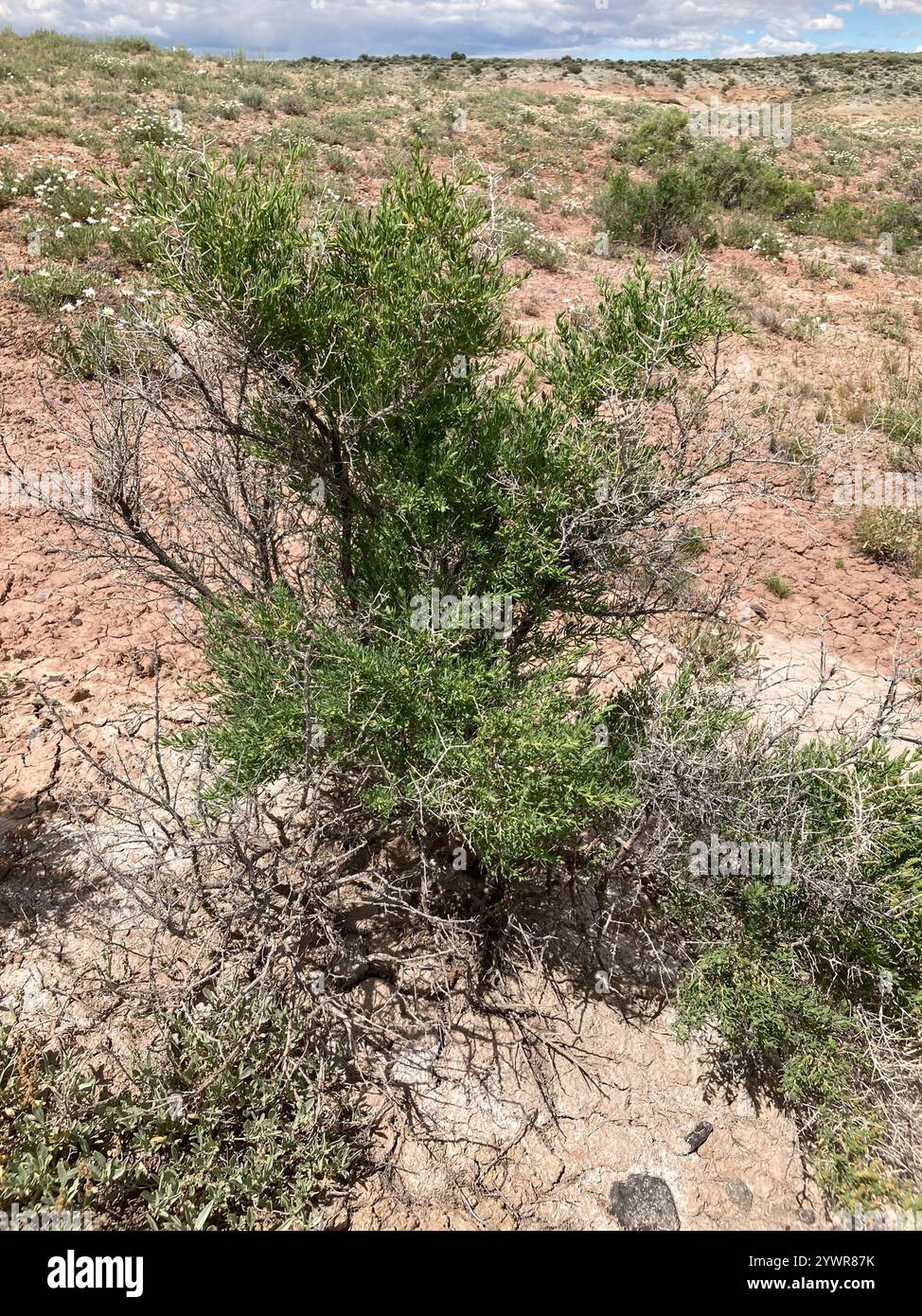 Greasewood (Sarcobatus vermiculatus Stock Photo - Alamy