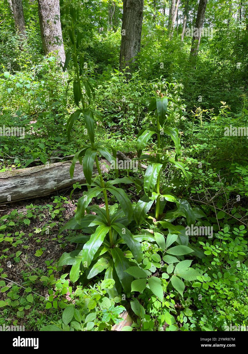 American columbo (Frasera caroliniensis Stock Photo - Alamy