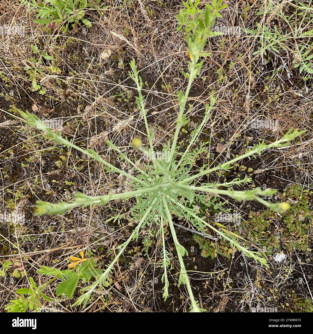 diffuse knapweed (Centaurea diffusa Stock Photo - Alamy