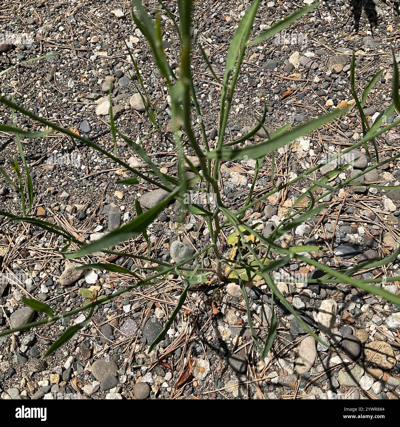 Rush Skeletonweed (Chondrilla juncea Stock Photo - Alamy
